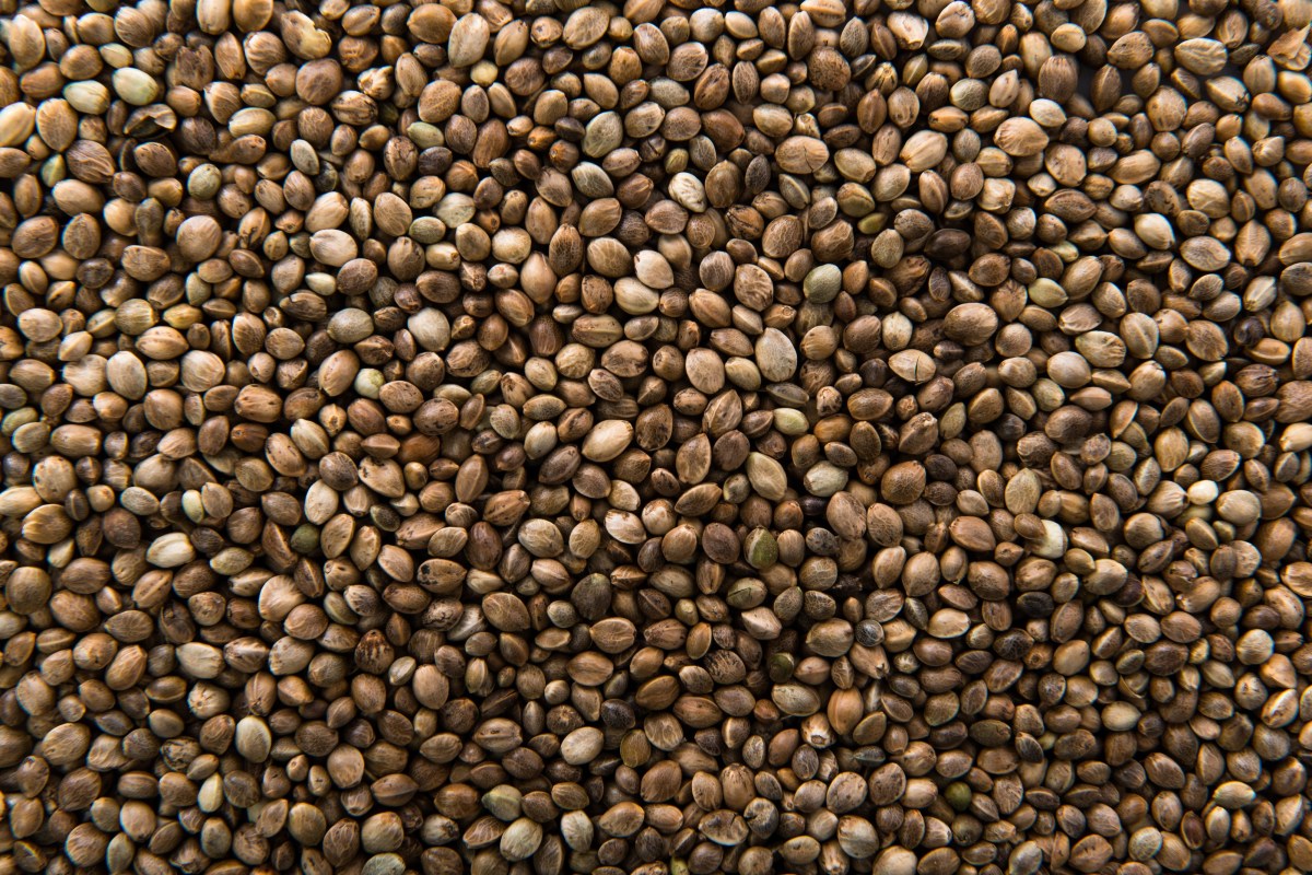 Using Silver Thiosulfate Properly – Silphium Seeds